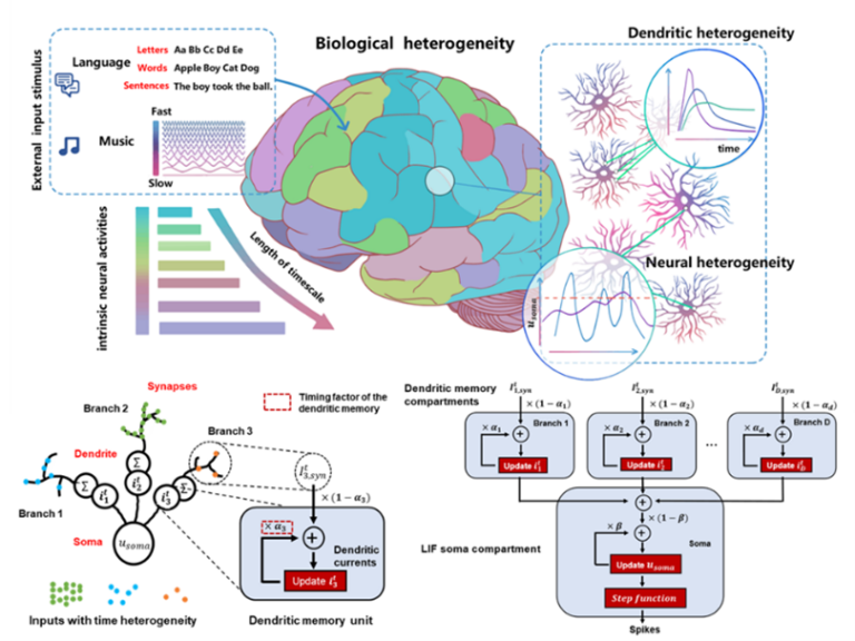 Nature Communications | 集成时域树突异质性的新型脉冲神经网络模型 – 清华大学类脑计算研究中心
