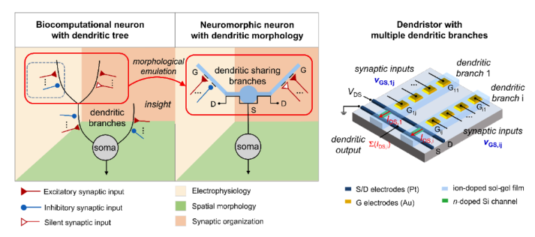 Nature Electronics | 类脑形态树突网络计算模型 – 清华大学类脑计算研究中心